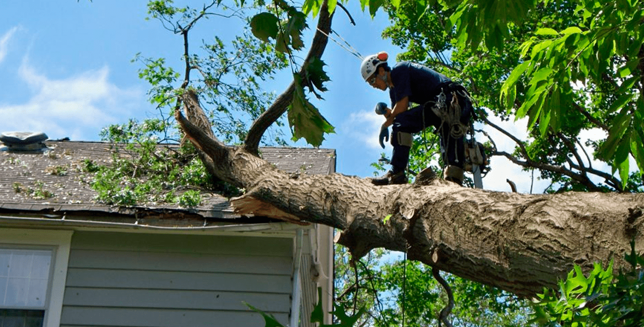Home - MGA Tree Services
